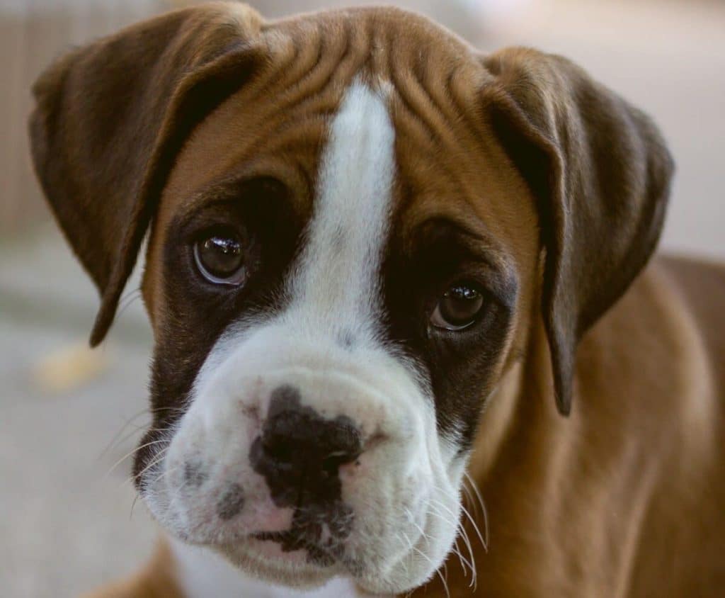 14 razas de perros con arrugas | Smylepets