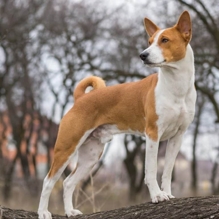 25 razas de perros con hocicos largos