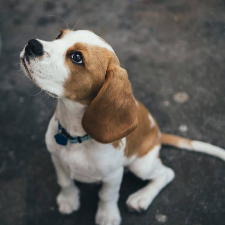 25 razas de perros con hocicos largos