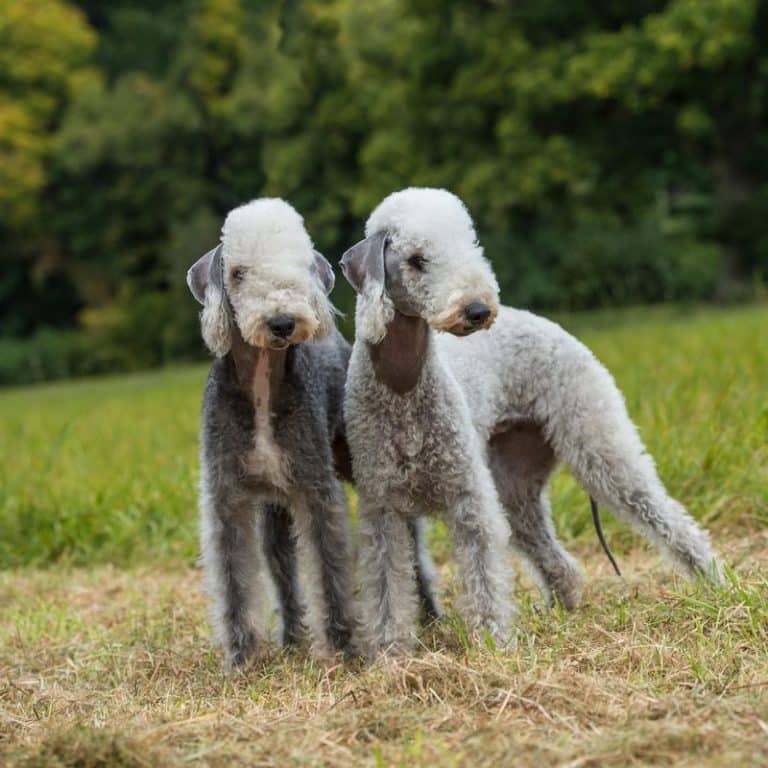 25 razas de perros con hocicos largos