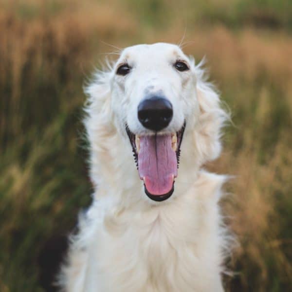 25 razas de perros con hocicos largos