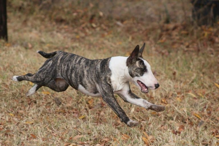 25 razas de perros con hocicos largos