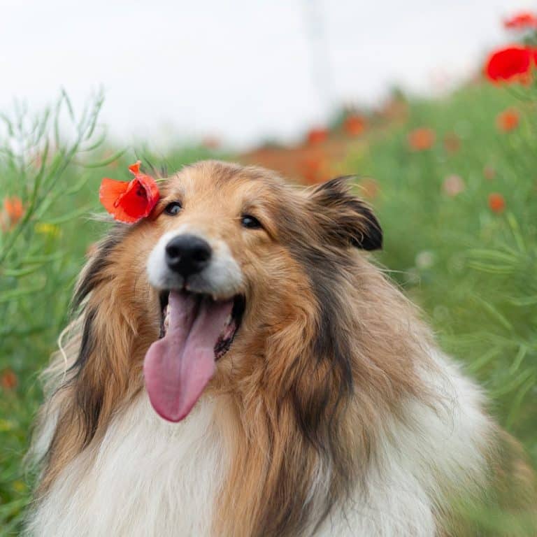 25 razas de perros con hocicos largos
