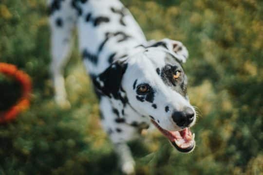 25 razas de perros con hocicos largos