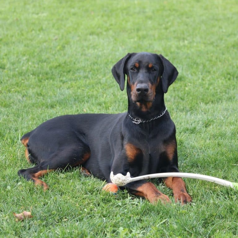 25 razas de perros con hocicos largos