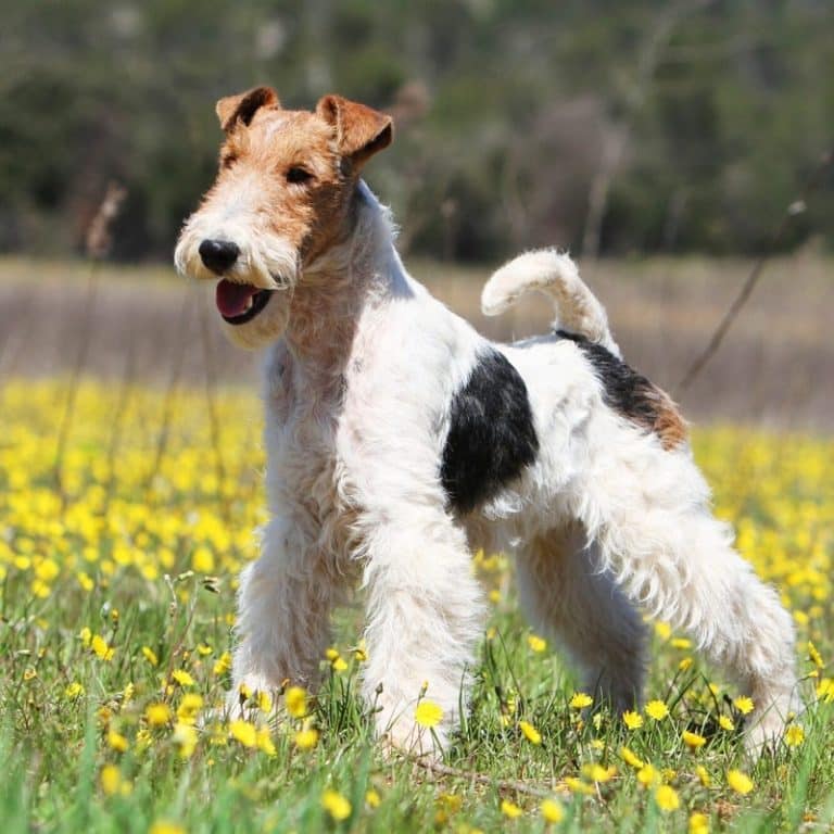 25 razas de perros con hocicos largos