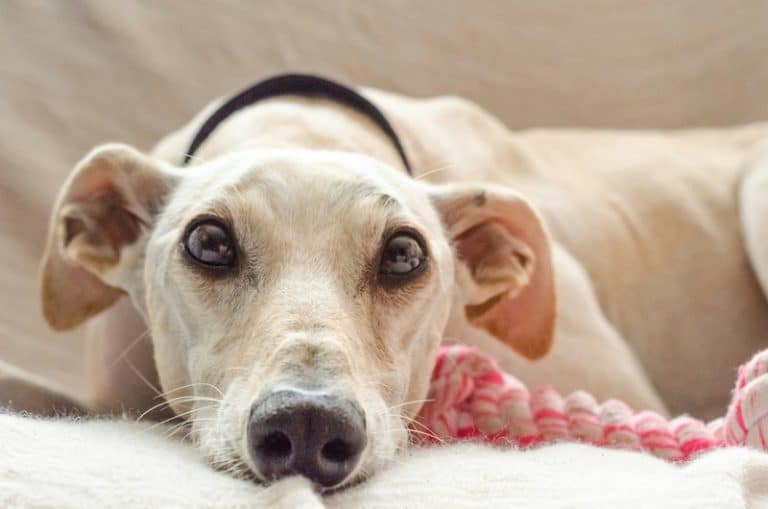 25 razas de perros con hocicos largos