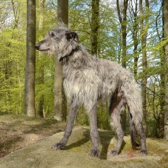 25 razas de perros con hocicos largos