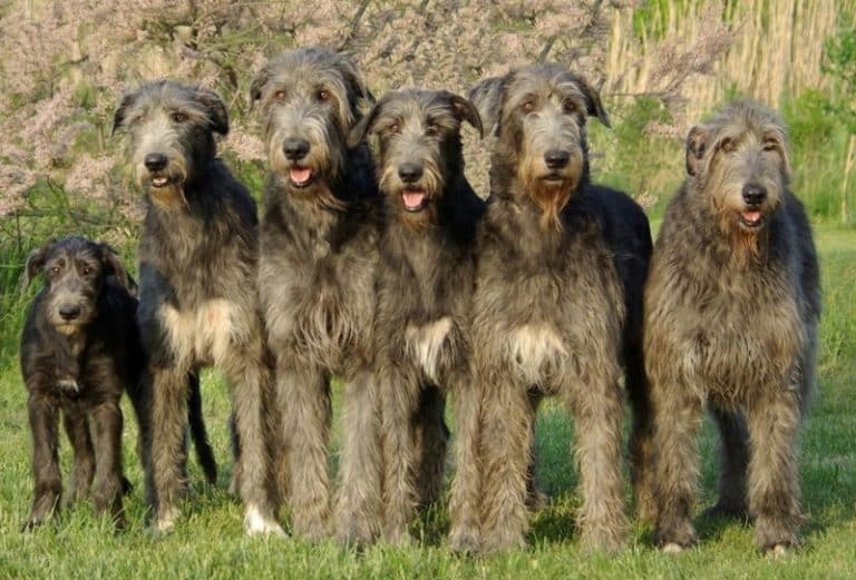 25 razas de perros con hocicos largos