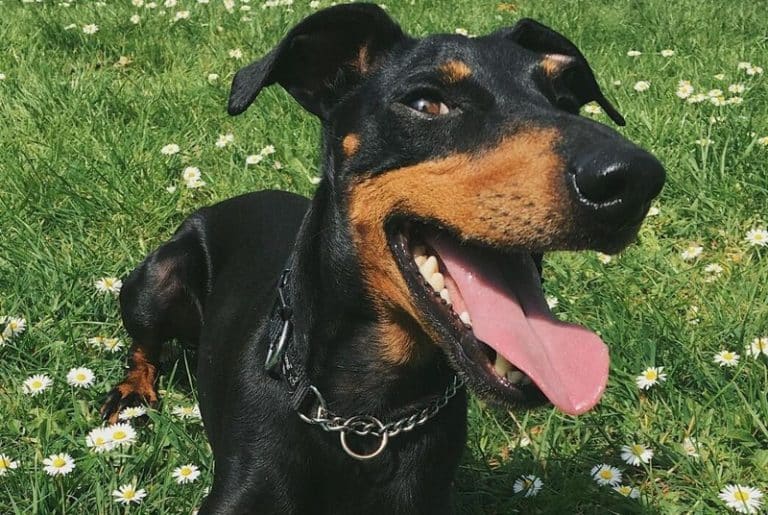 25 razas de perros con hocicos largos