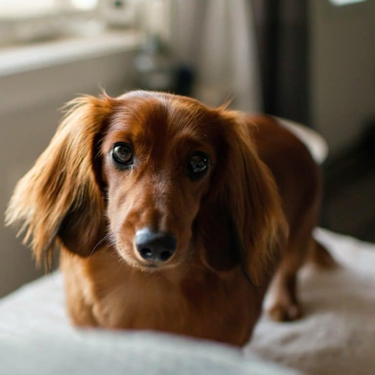25 razas de perros con hocicos largos