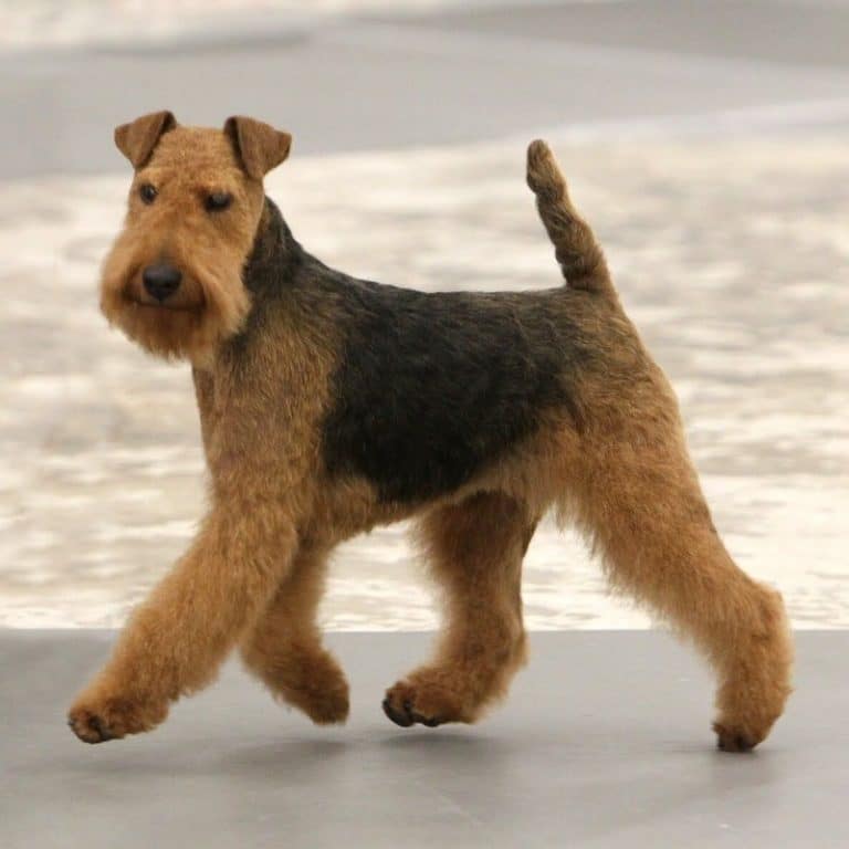 25 razas de perros con hocicos largos