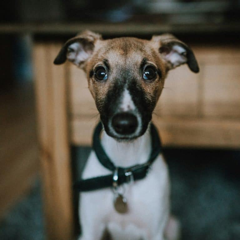 25 razas de perros con hocicos largos