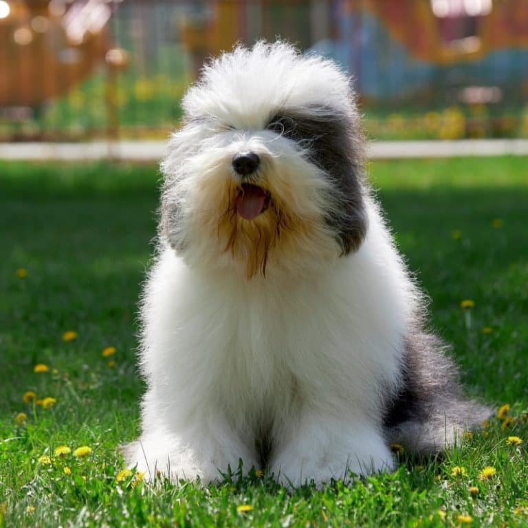 68 razas de perros con orejas largas - Smylepets