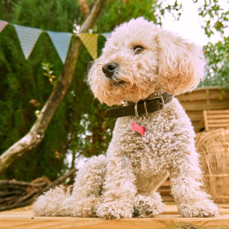 68 razas de perros con orejas largas