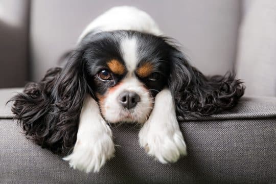 68 razas de perros con orejas largas