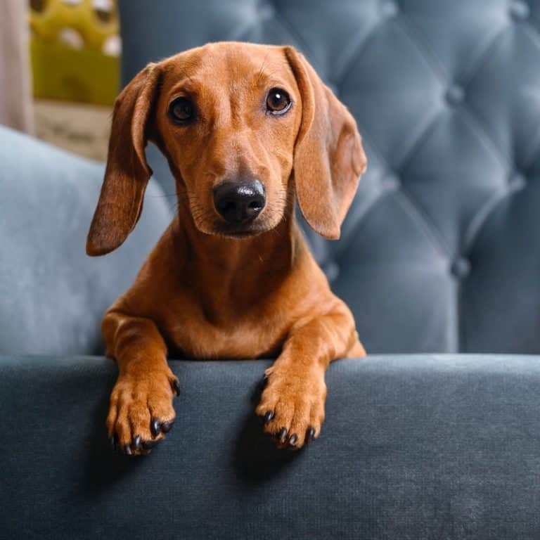 68 razas de perros con orejas largas