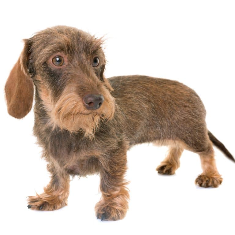 68 razas de perros con orejas largas - Smylepets