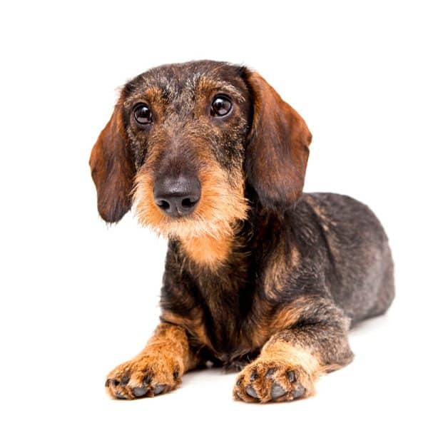 68 razas de perros con orejas largas - Smylepets