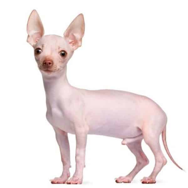 20 razas de perros con poco pelo