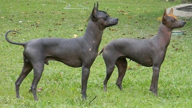 20 razas de perros con poco pelo