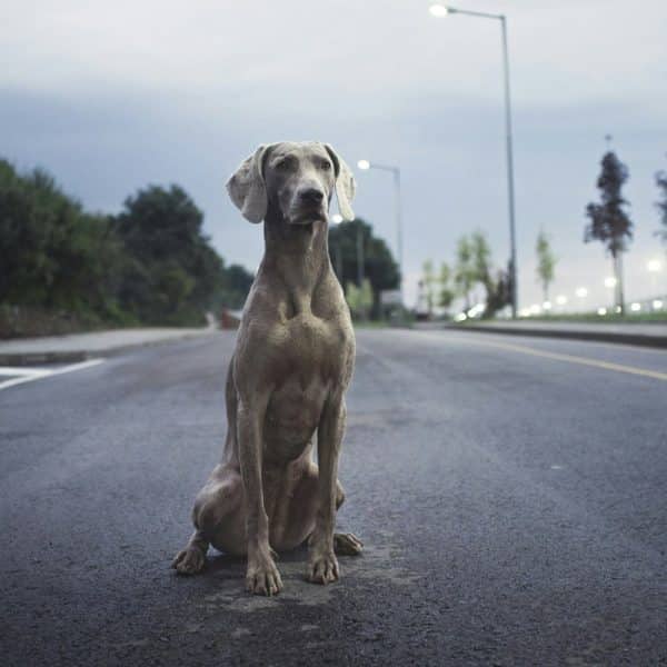 20 razas de perros con poco pelo