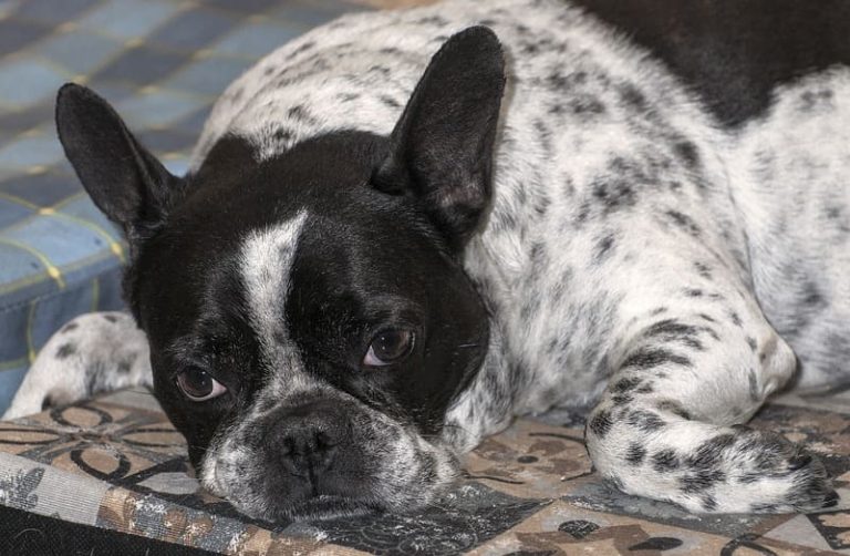 Cómo saber si un Bulldog Francés es puro. Que no te engañen