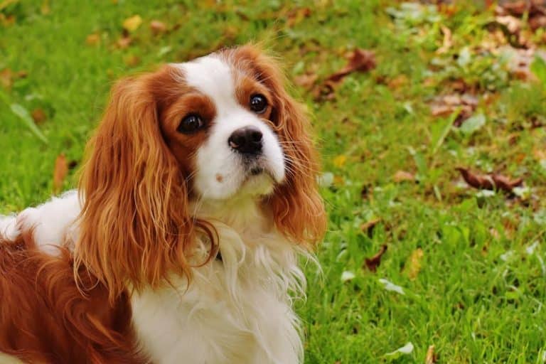 26 Razas De Perros Con Orejas Caídas Smylepets