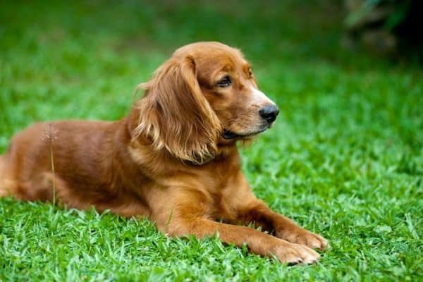 26 razas de perros con orejas caídas - Smylepets