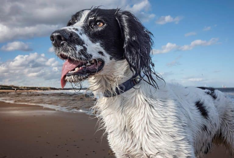 26 razas de perros con orejas caídas - Smylepets