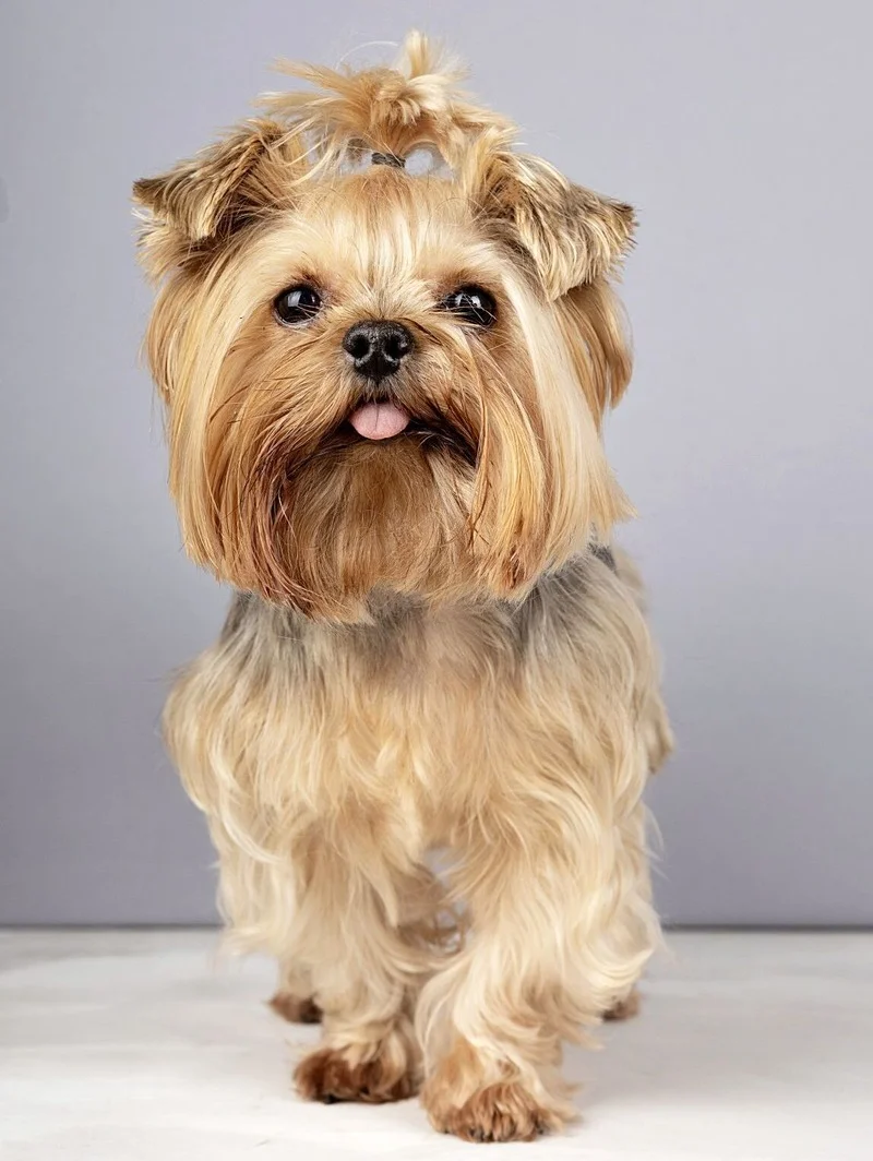 Descubre los 9 colores del Yorkshire Terrier | Smylepets