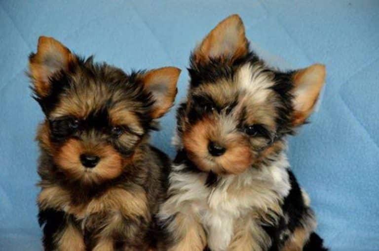 Descubre los 9 colores del Yorkshire Terrier | Smylepets