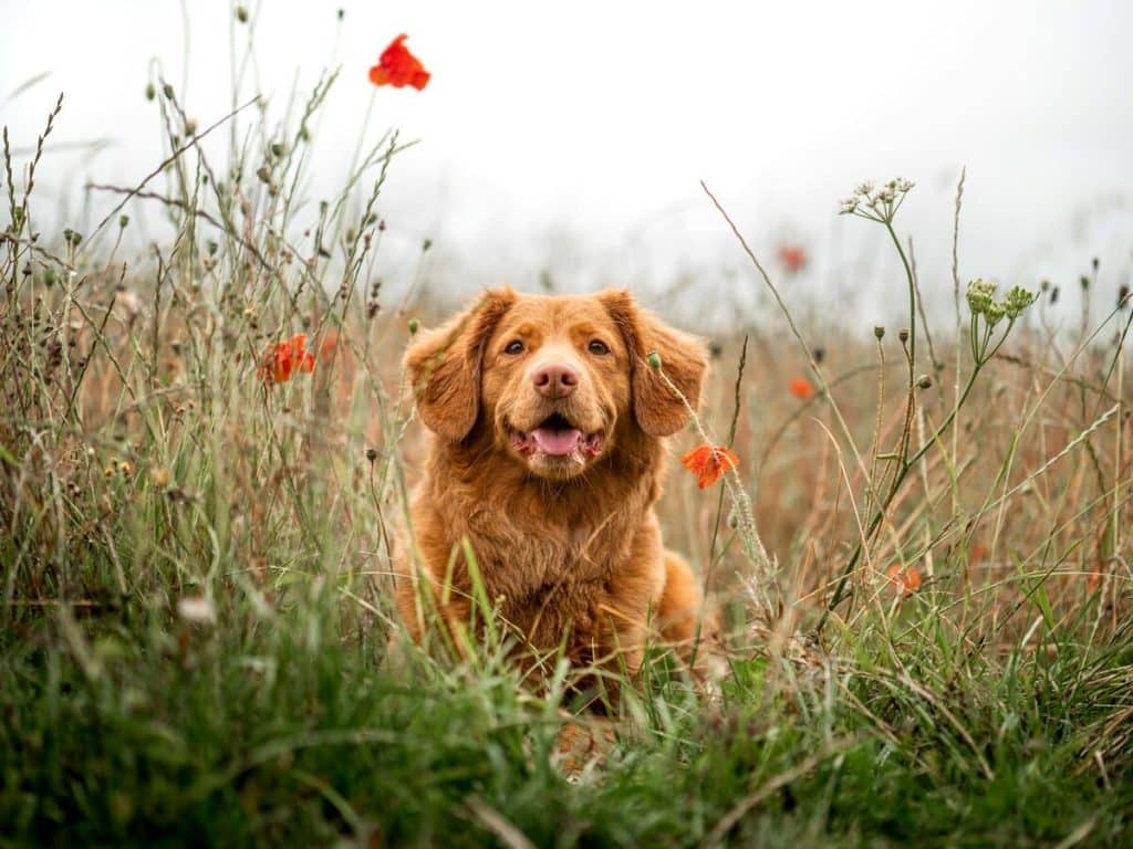 26 razas de perros con orejas caídas | Smylepets