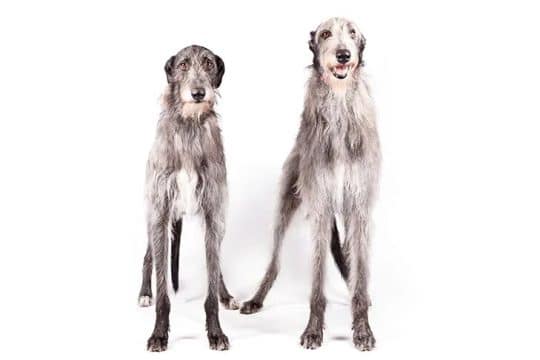 26 razas de perros con orejas caídas - Smylepets