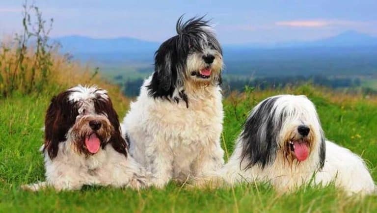 26 razas de perros con orejas caídas - Smylepets