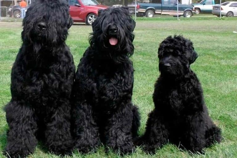 26 razas de perros con orejas caídas - Smylepets