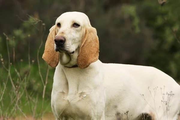 26 razas de perros con orejas caídas - Smylepets