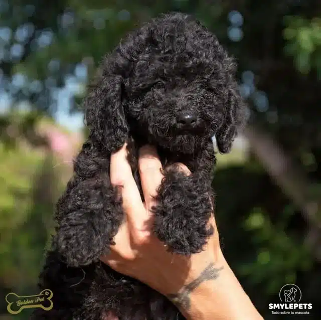 45 razas de perros con pelo rizado